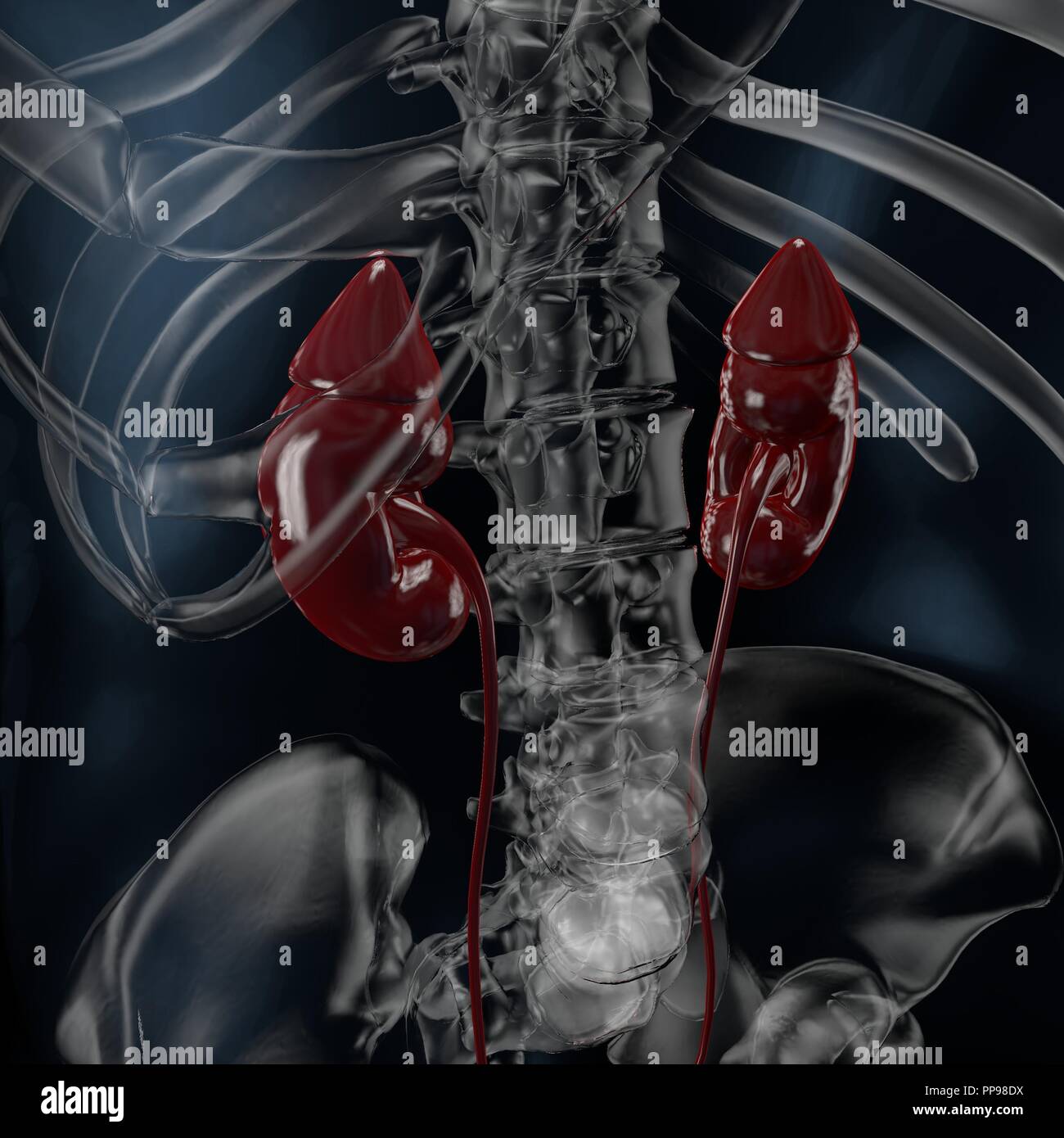 Male digestive system hi-res stock photography and images - Alamy
