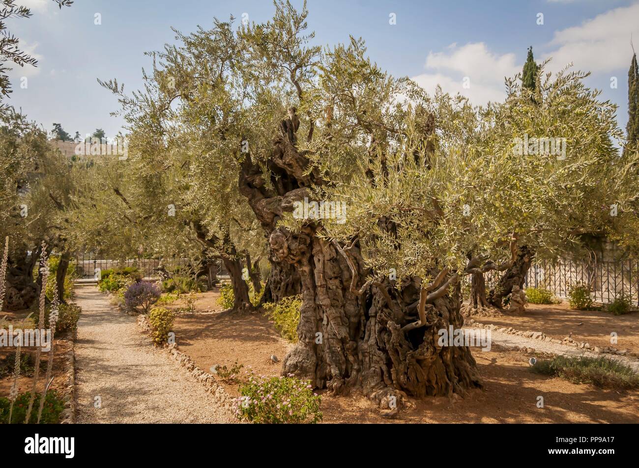 JERUSALEM, ISRAEL. September 15, 2017. An ancient olive tree in the ...