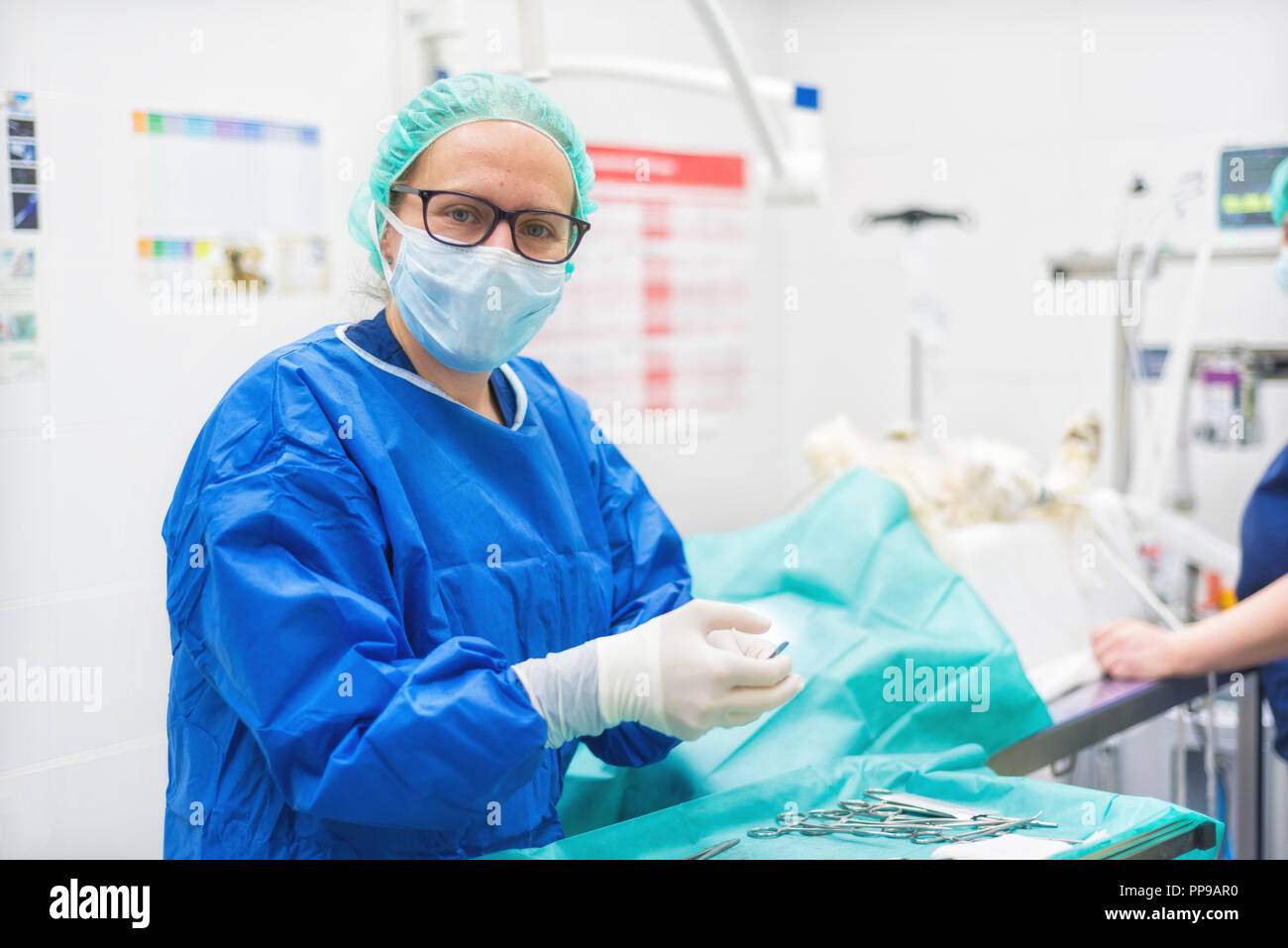 Veterinary surgeon with scalpel Stock Photo - Alamy