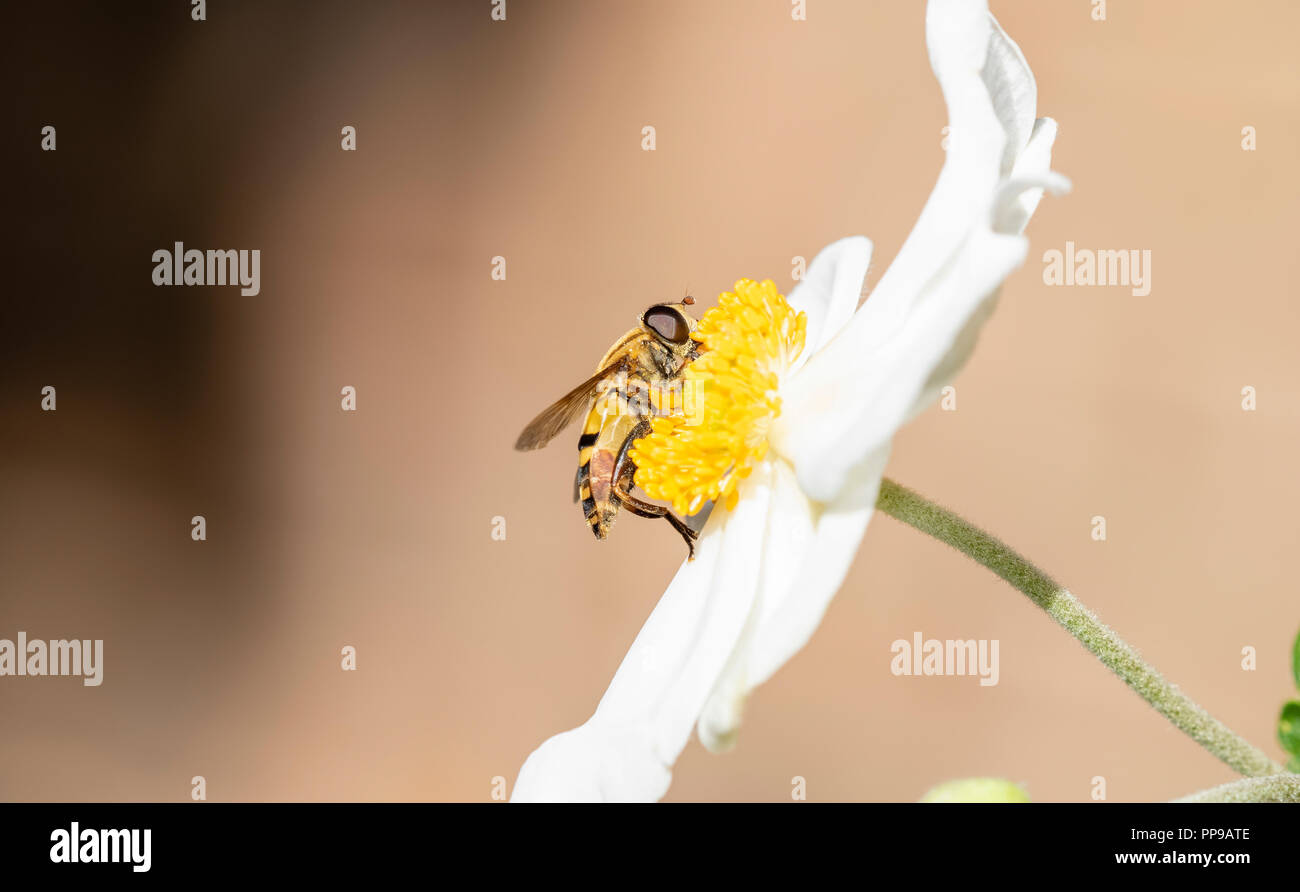 Macro of A Tiny Hoverfly (Helophilus fasciatus) Collecting Pollen from ...