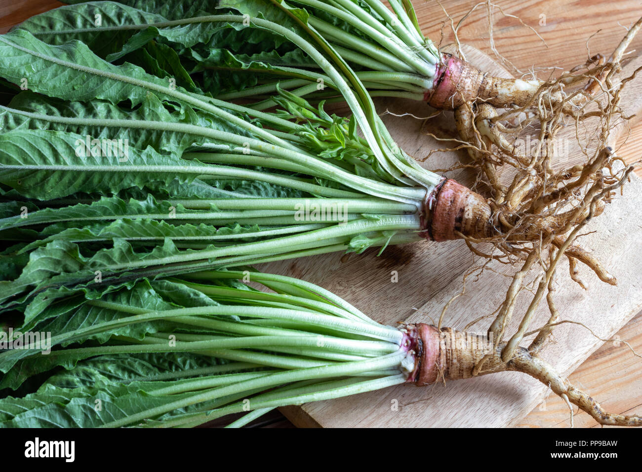 Fresh evening primrose plants with roots and first-year rosettes Stock ...