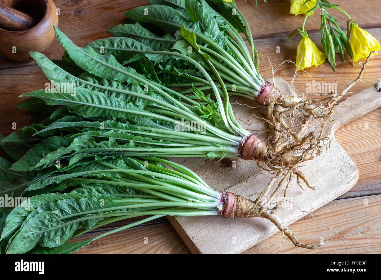 Primrose roots hi-res stock photography and images - Alamy
