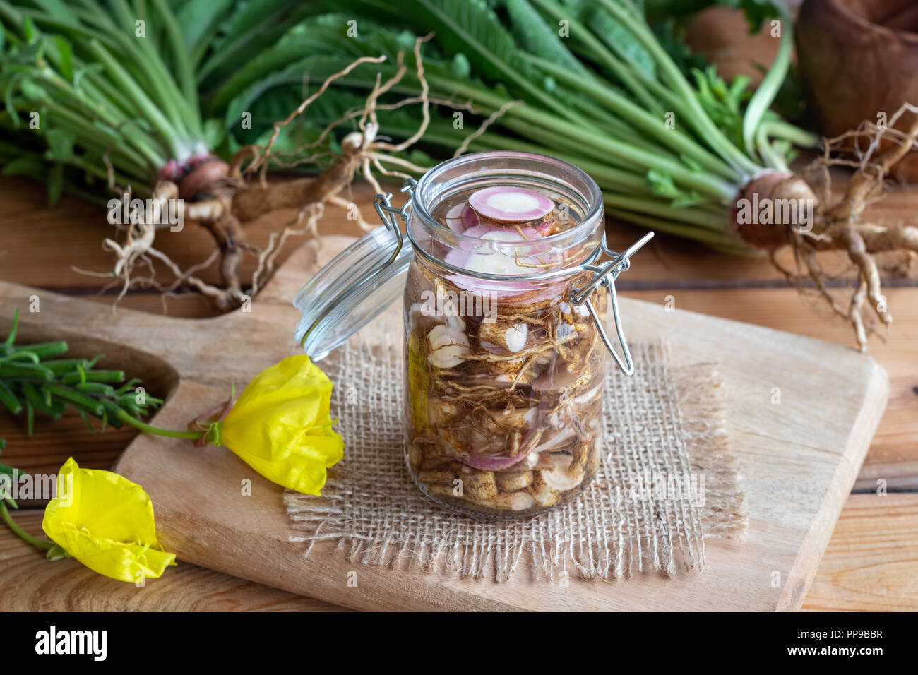 Preparation of herbal tincture from fresh sliced evening primrose roots ...
