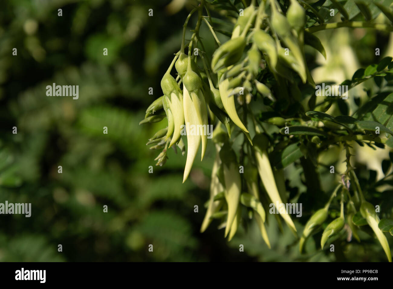 New zealand native plant hi-res stock photography and images - Alamy