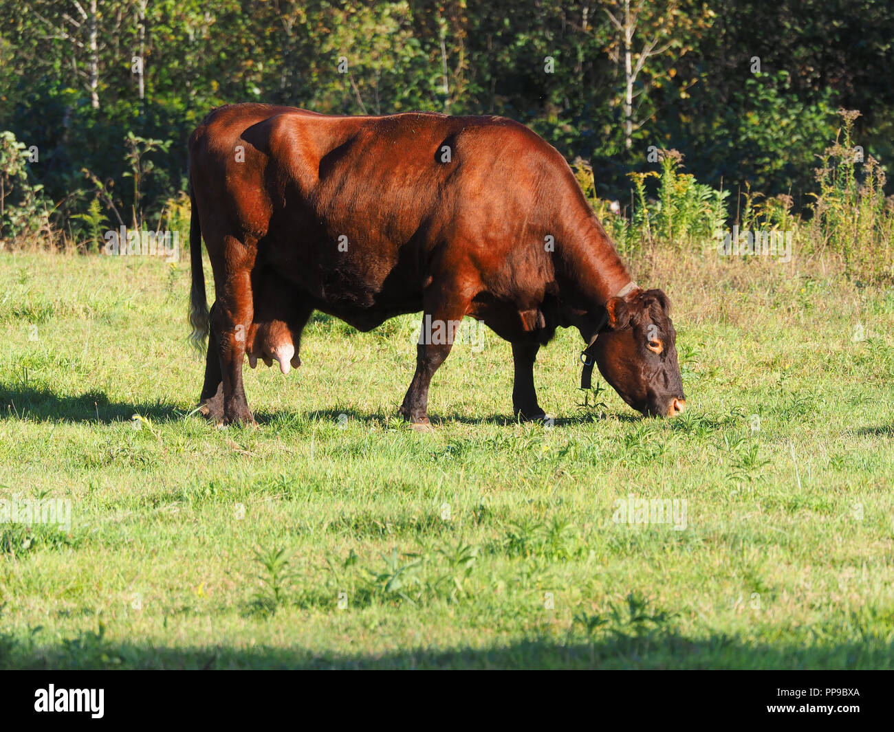 Cattle eating grass hi-res stock photography and images - Alamy