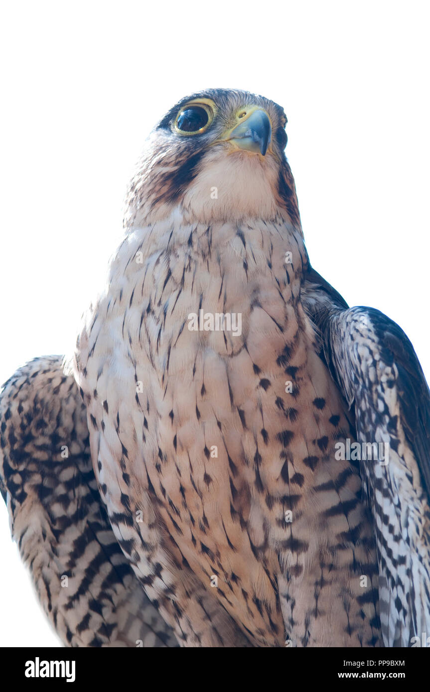 Lanner Falcon, Falco Biarmicus in Captivity Stock Photo - Alamy