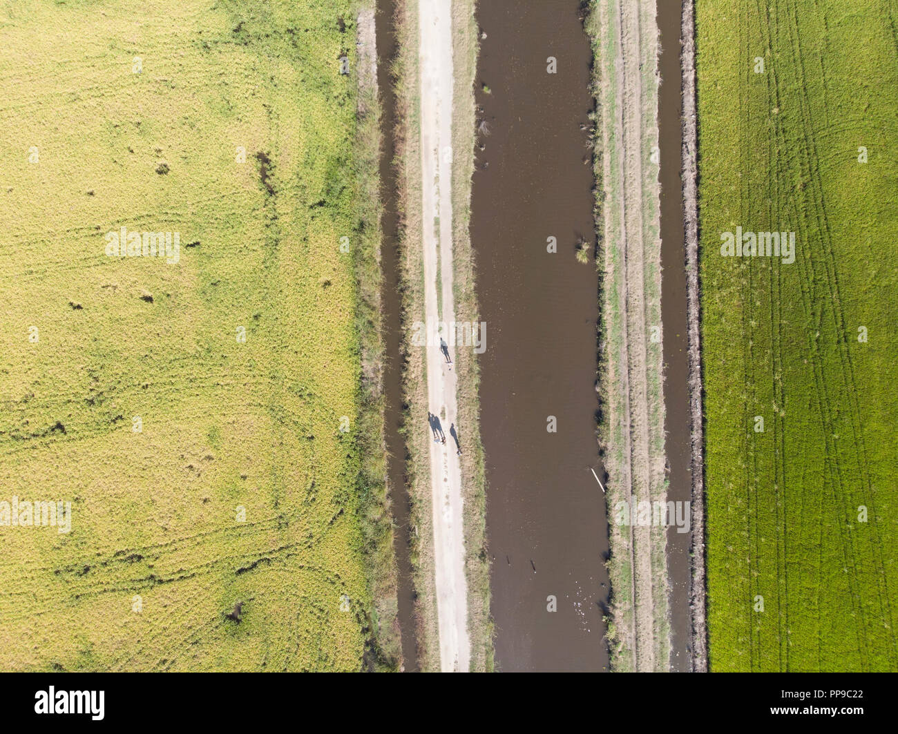 Comporta rice fields hi-res stock photography and images - Alamy