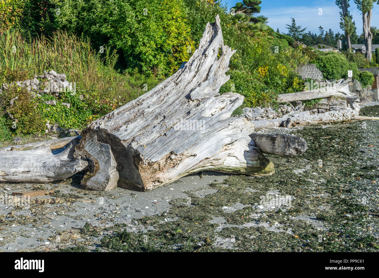 A view of a large driftwood tree stump Stock Photo - Alamy