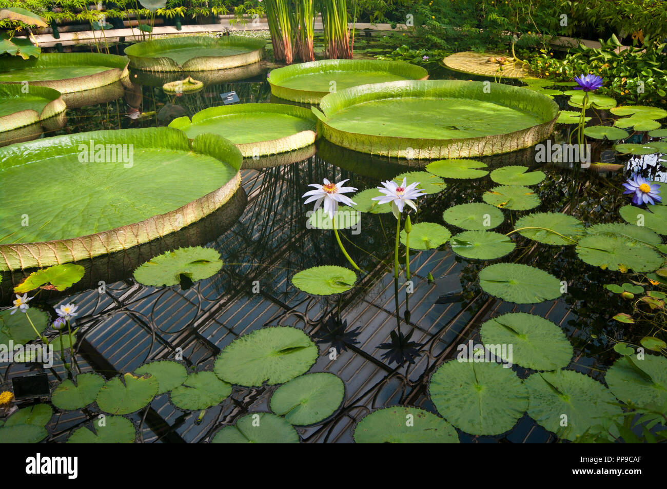 Victoria amazonica hi-res stock photography and images - Alamy