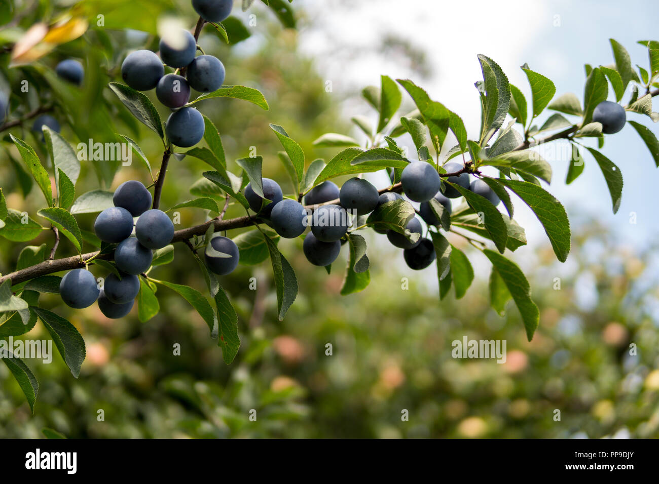 Damson tree fruits hi-res stock photography and images - Alamy