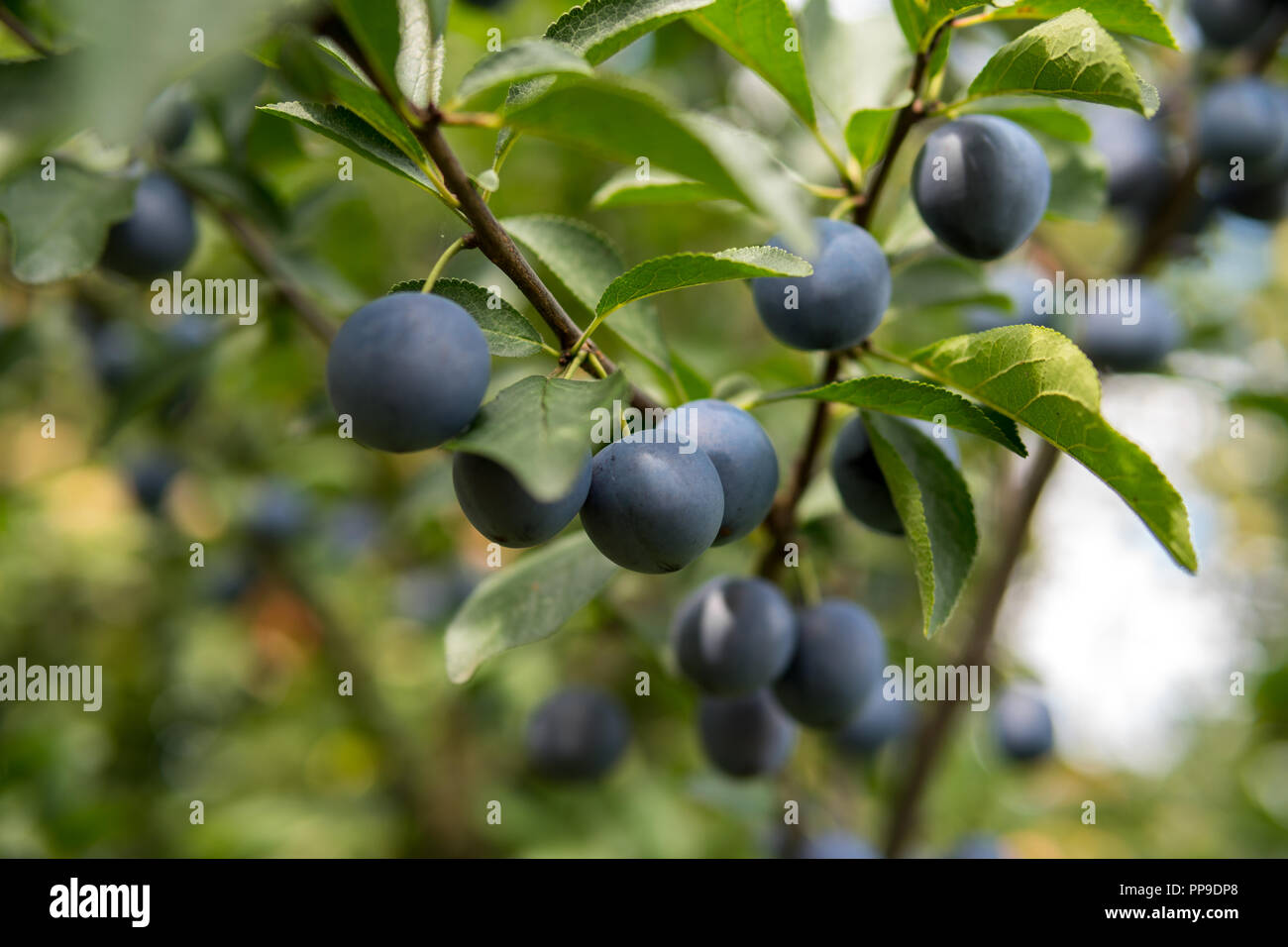 large number of fruits of damson plum hanging on a tree Stock Photo - Alamy
