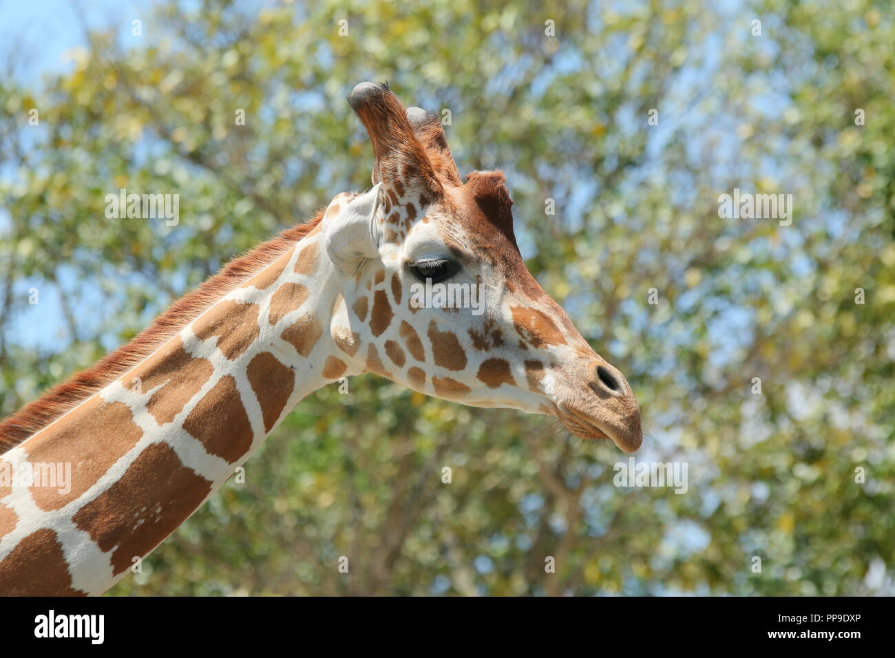 Animals at the zoo! Stock Photo - Alamy