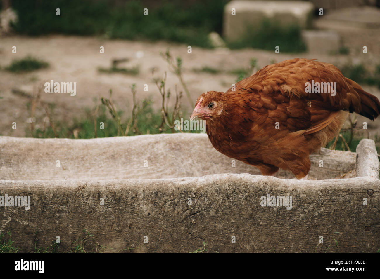small chicken standing inside of feeding trough Stock Photo - Alamy