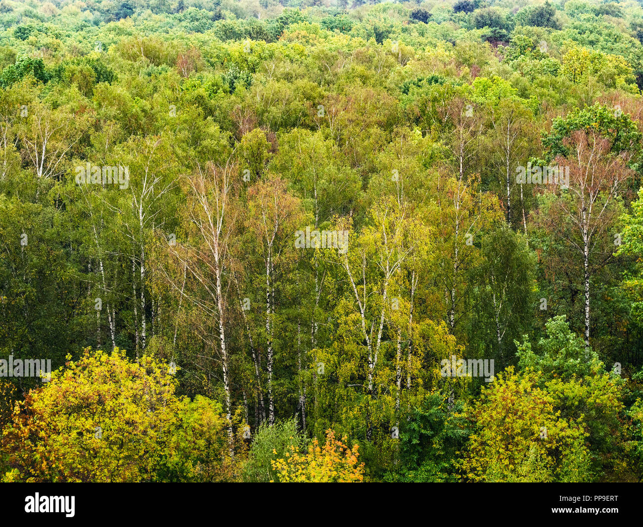 above view of wet birch grove in forest in september rain Stock Photo ...