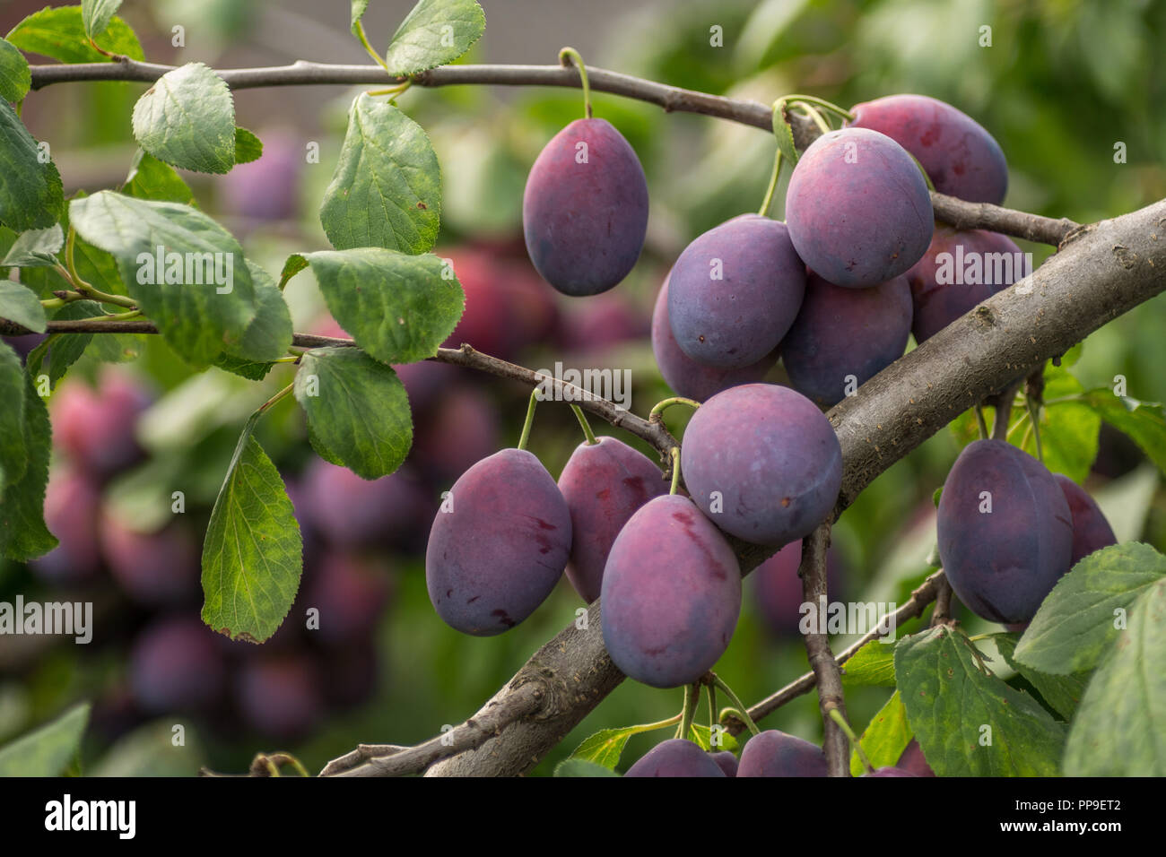 abundance of damson plums hanging on a tree Stock Photo - Alamy