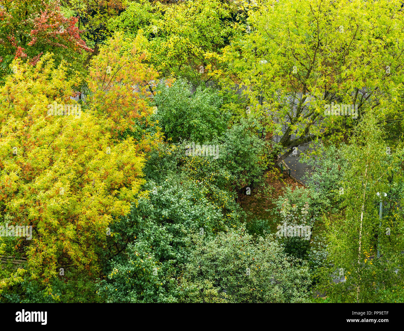 top view of wet trees in urban garden in september rain Stock Photo - Alamy