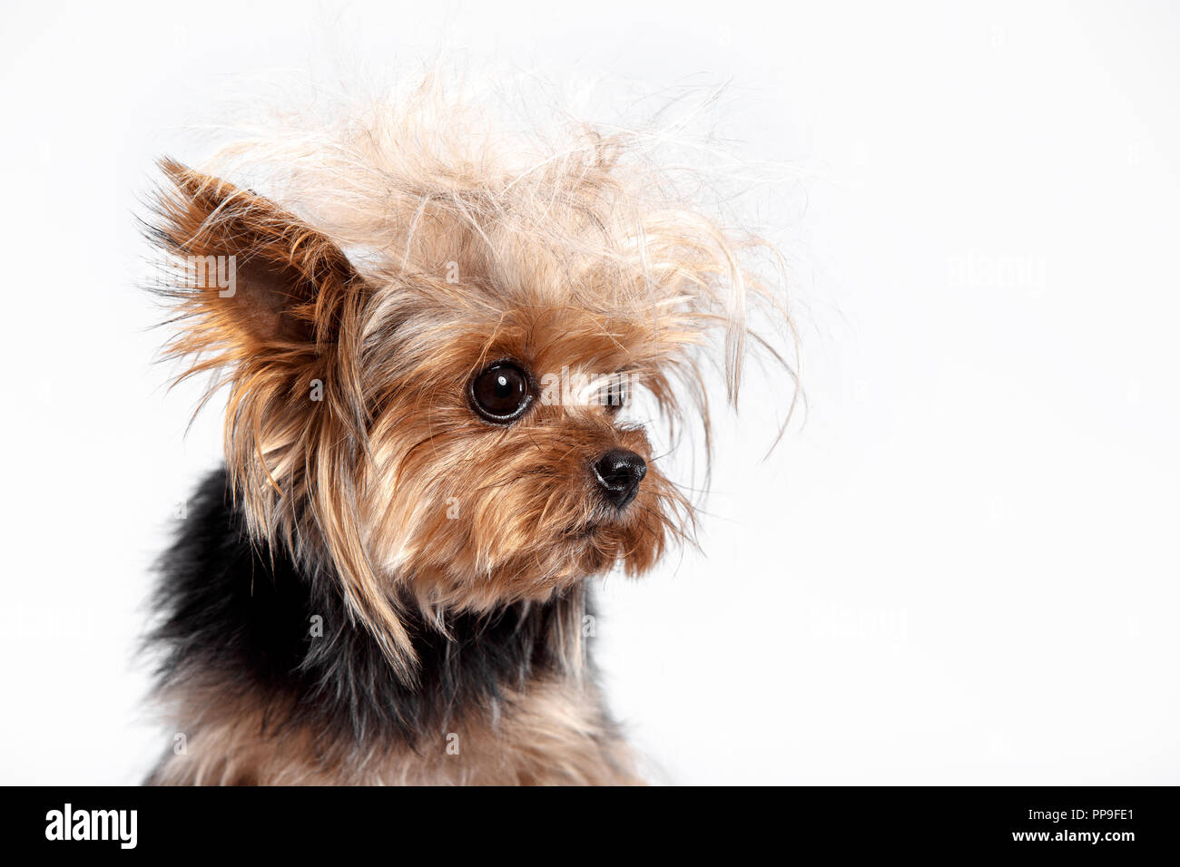 Yorkshire terrier mini - a head shot, against a white studio background ...