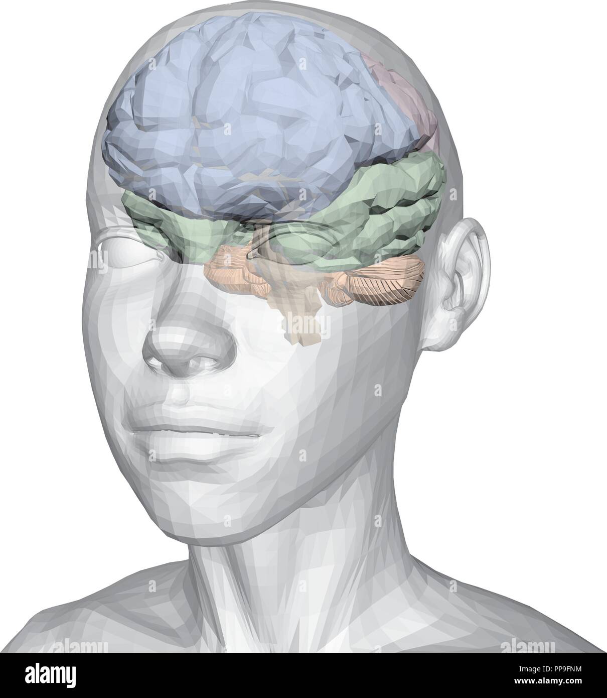 Translucent brain head hi-res stock photography and images - Alamy