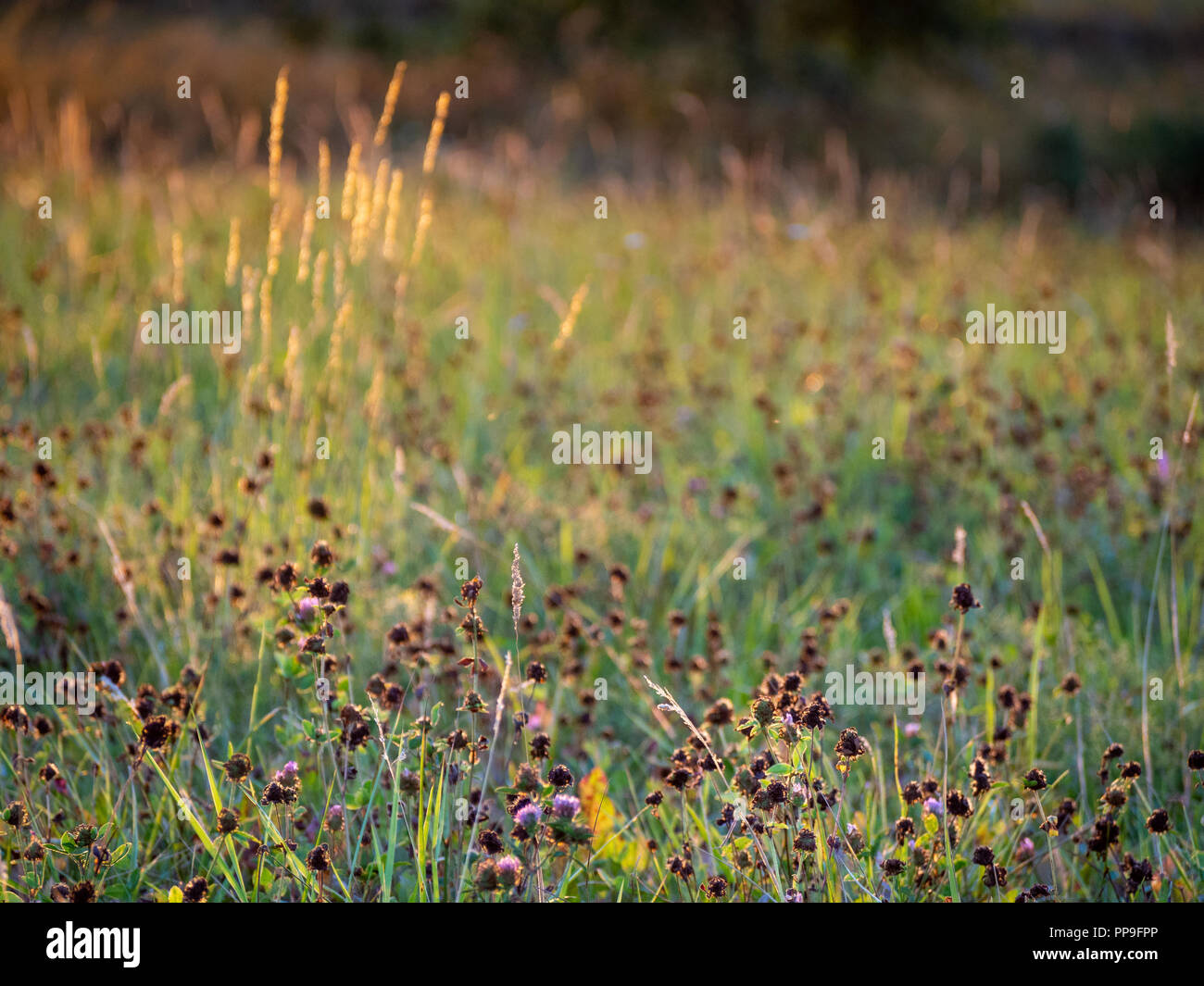 Summer meadow with sun lights. Detail scene of sunny grass Stock Photo ...