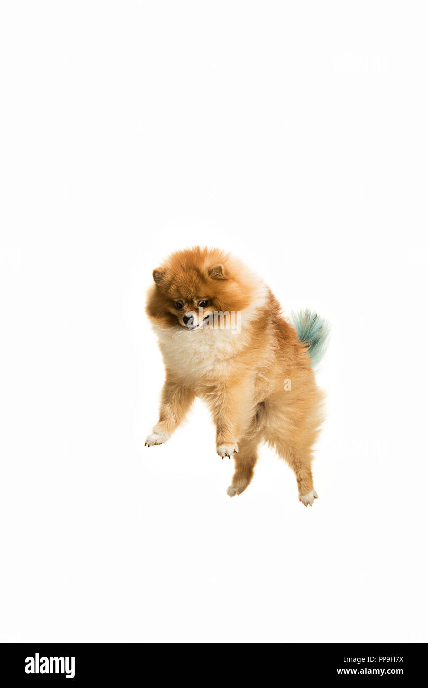 The cute Little jumping young pomeranian cob isolated over white studio ...