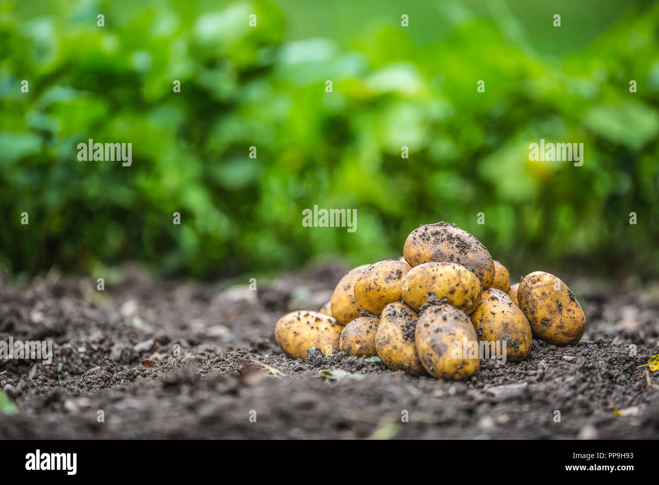 Potatoes lying on the ground hi-res stock photography and images - Alamy