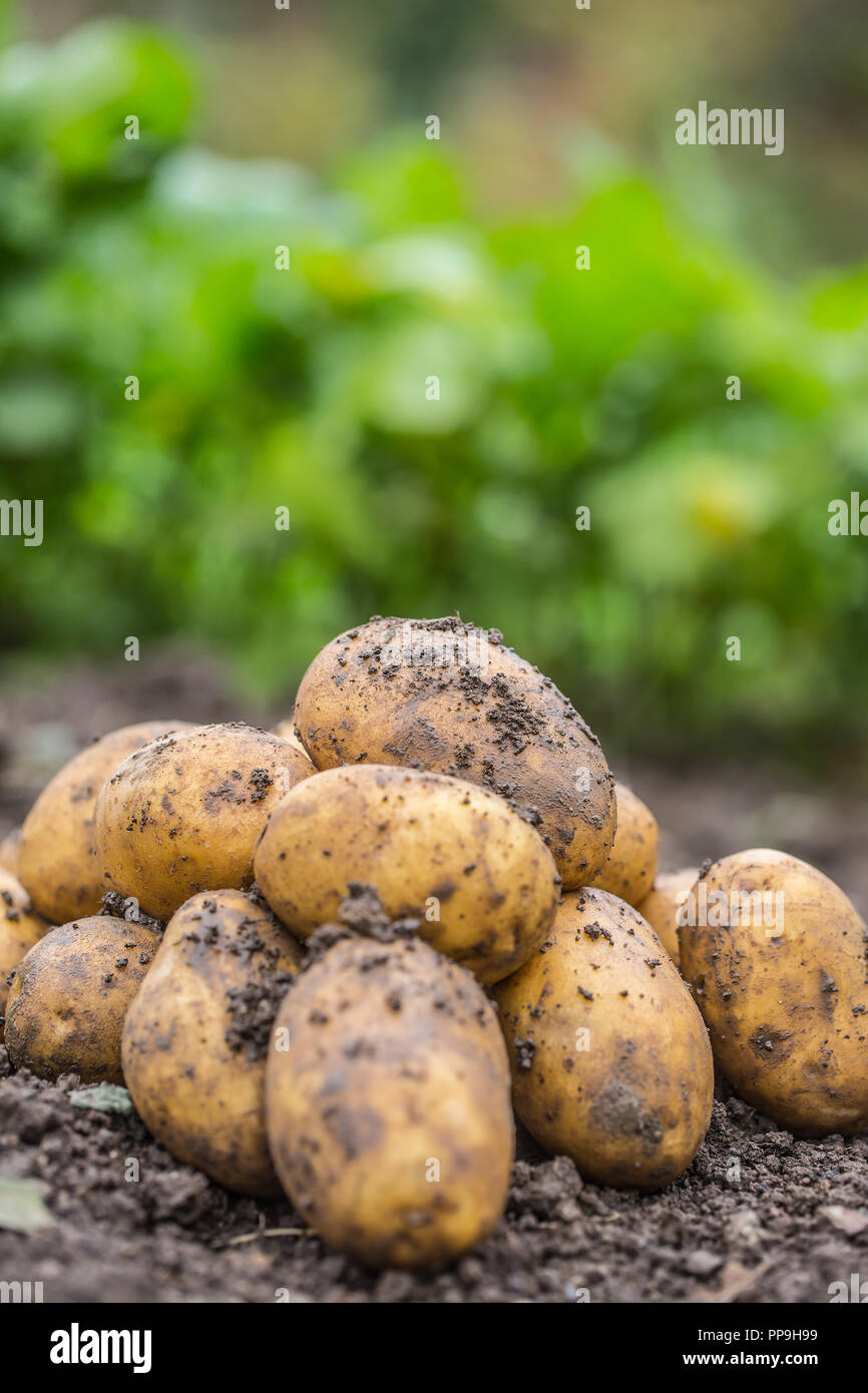 Potatoes lying on the ground hi-res stock photography and images - Alamy