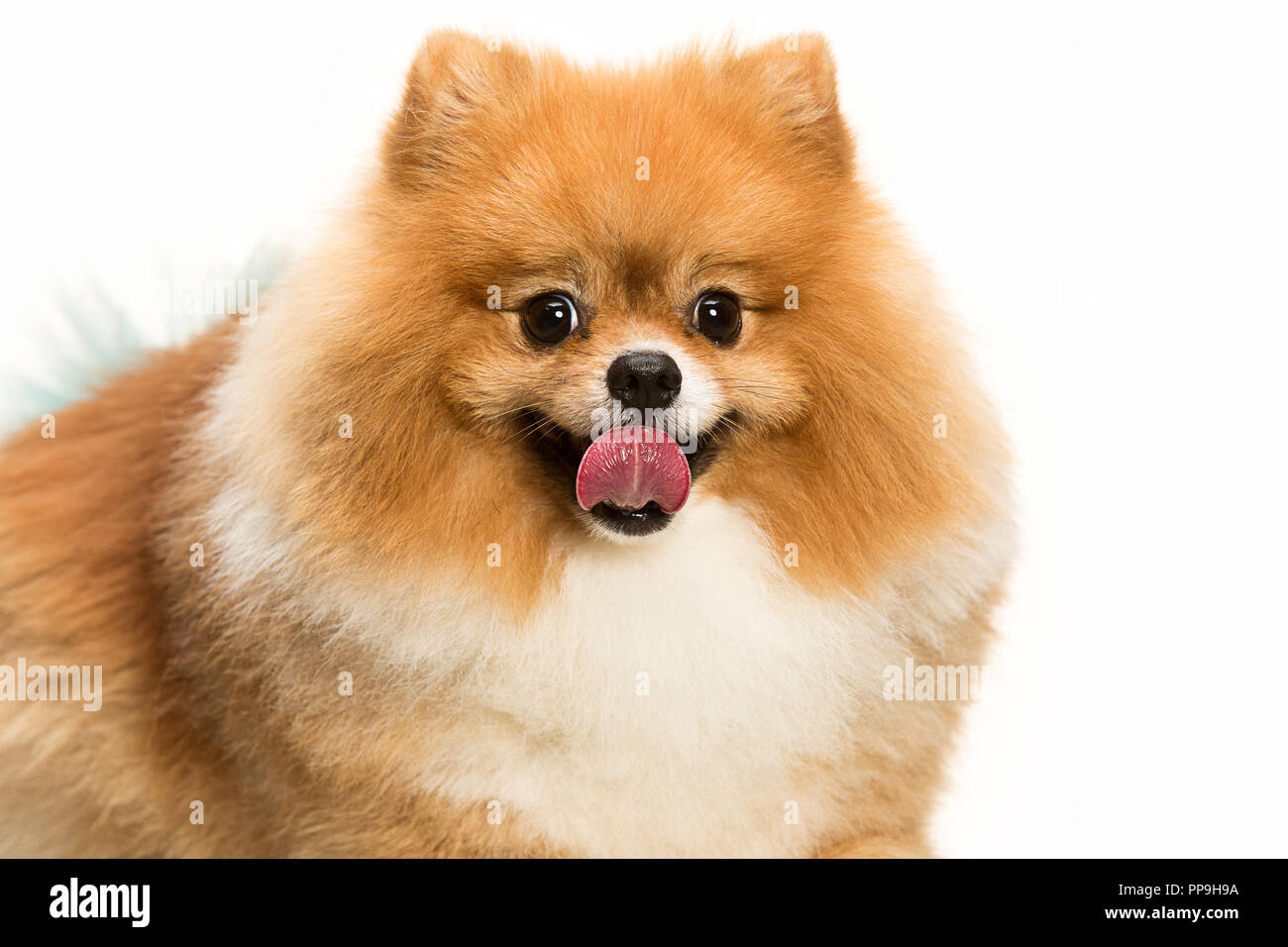 The cute Little young pomeranian cob isolated over white studio ...