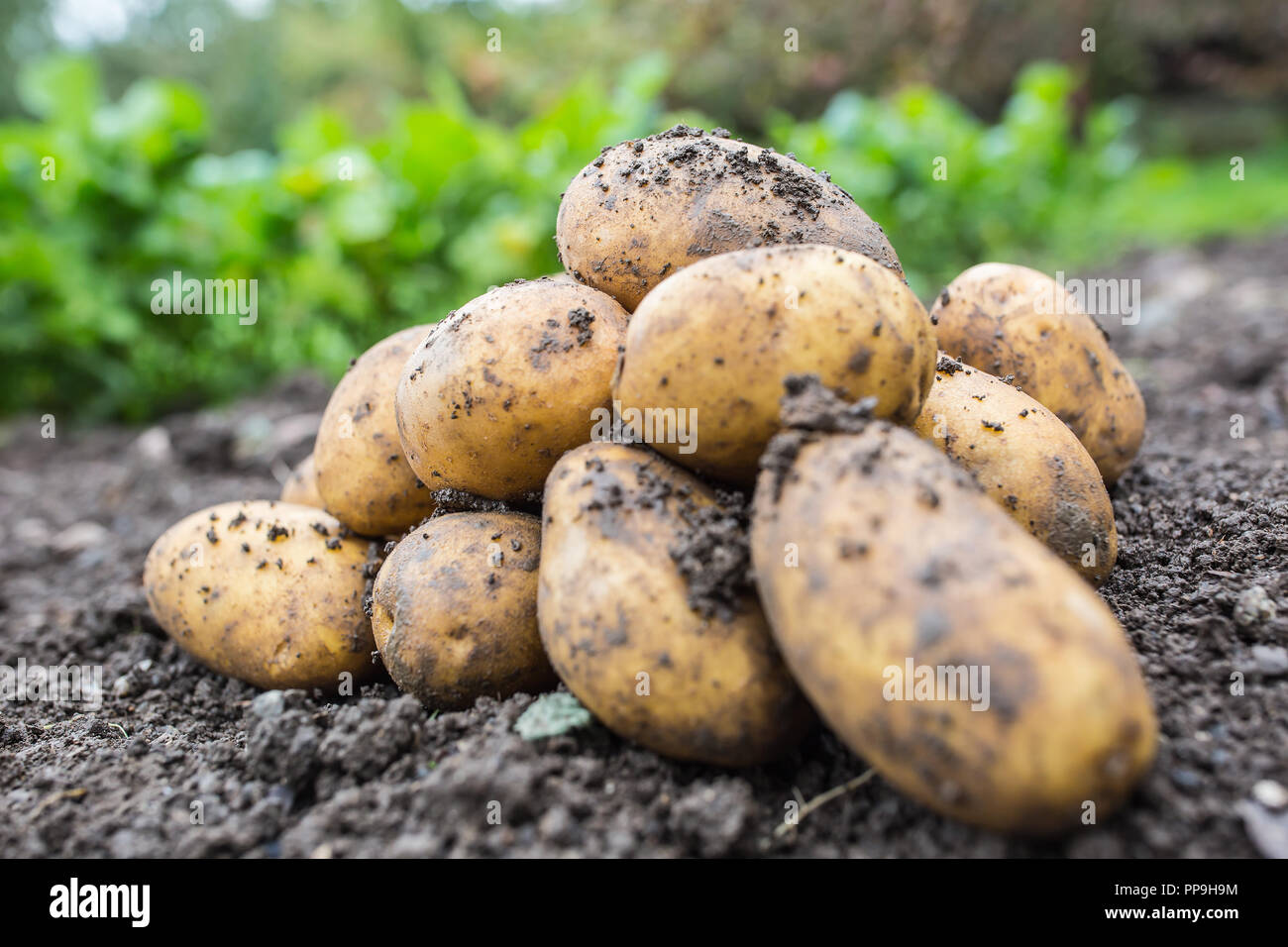 Potato lying on earth hi-res stock photography and images - Alamy