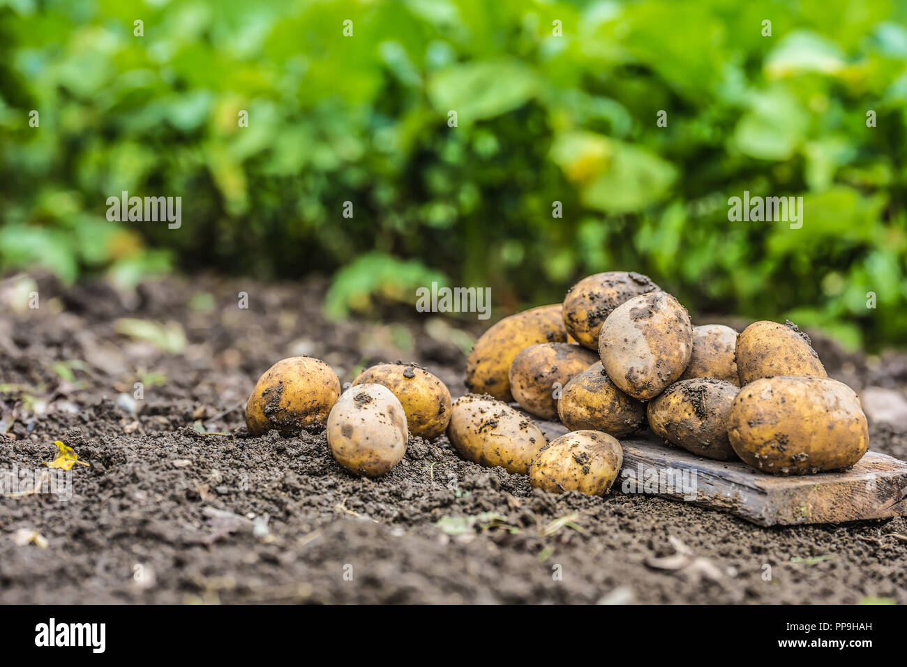 Potatoes lying on the ground hi-res stock photography and images - Alamy