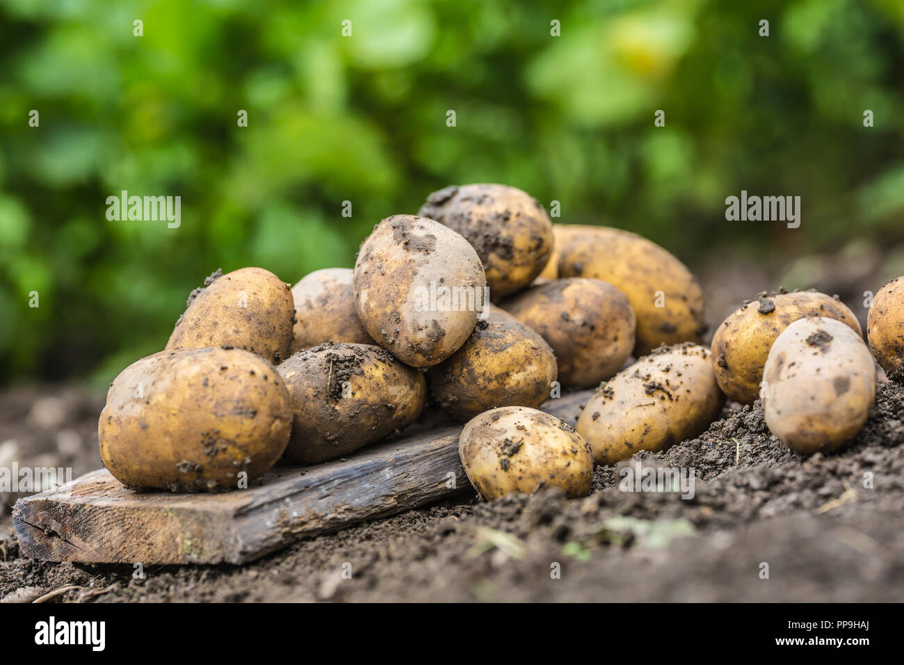 Potato lying on earth hi-res stock photography and images - Alamy