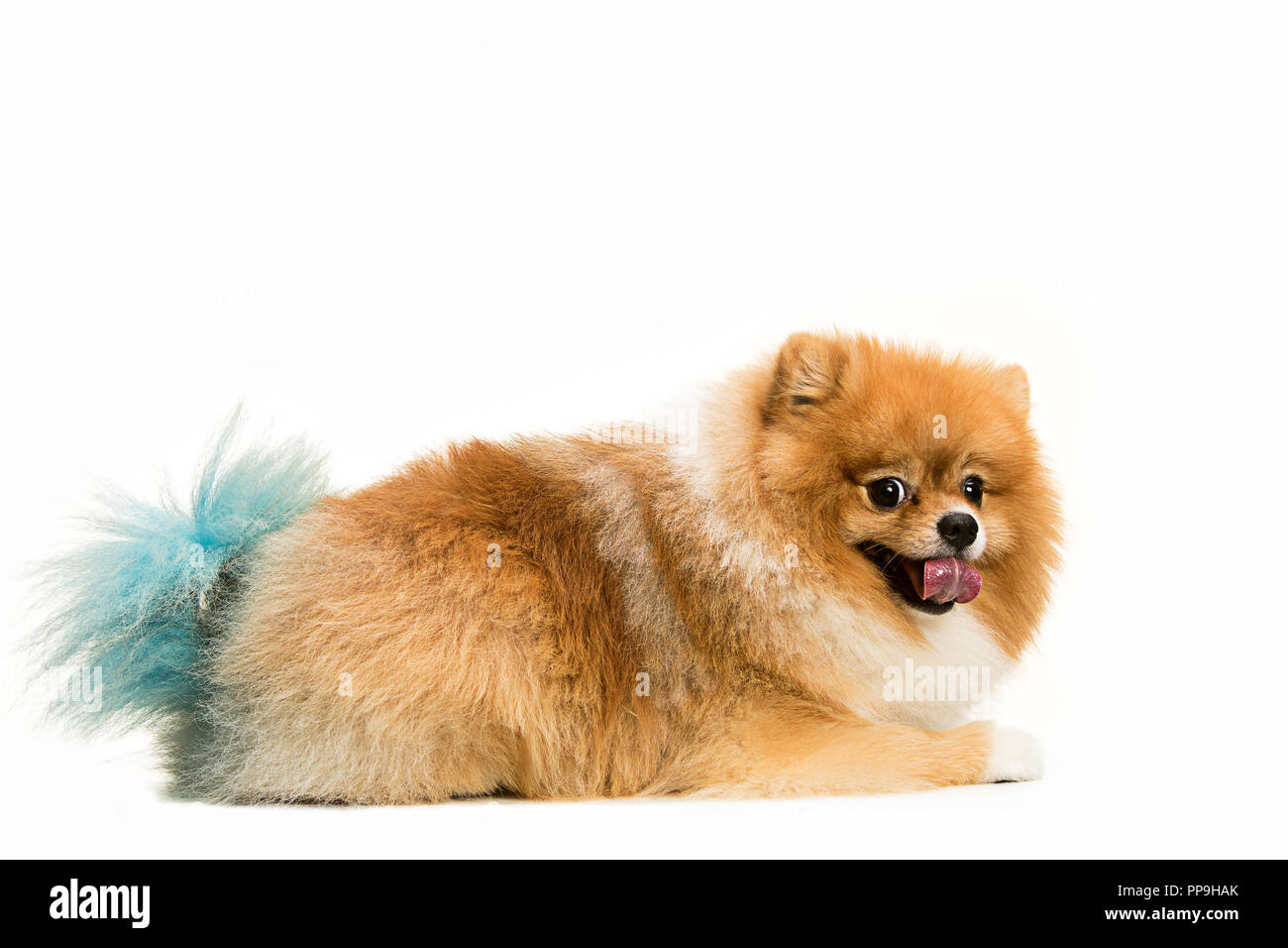 The cute Little young pomeranian cob isolated over white studio ...
