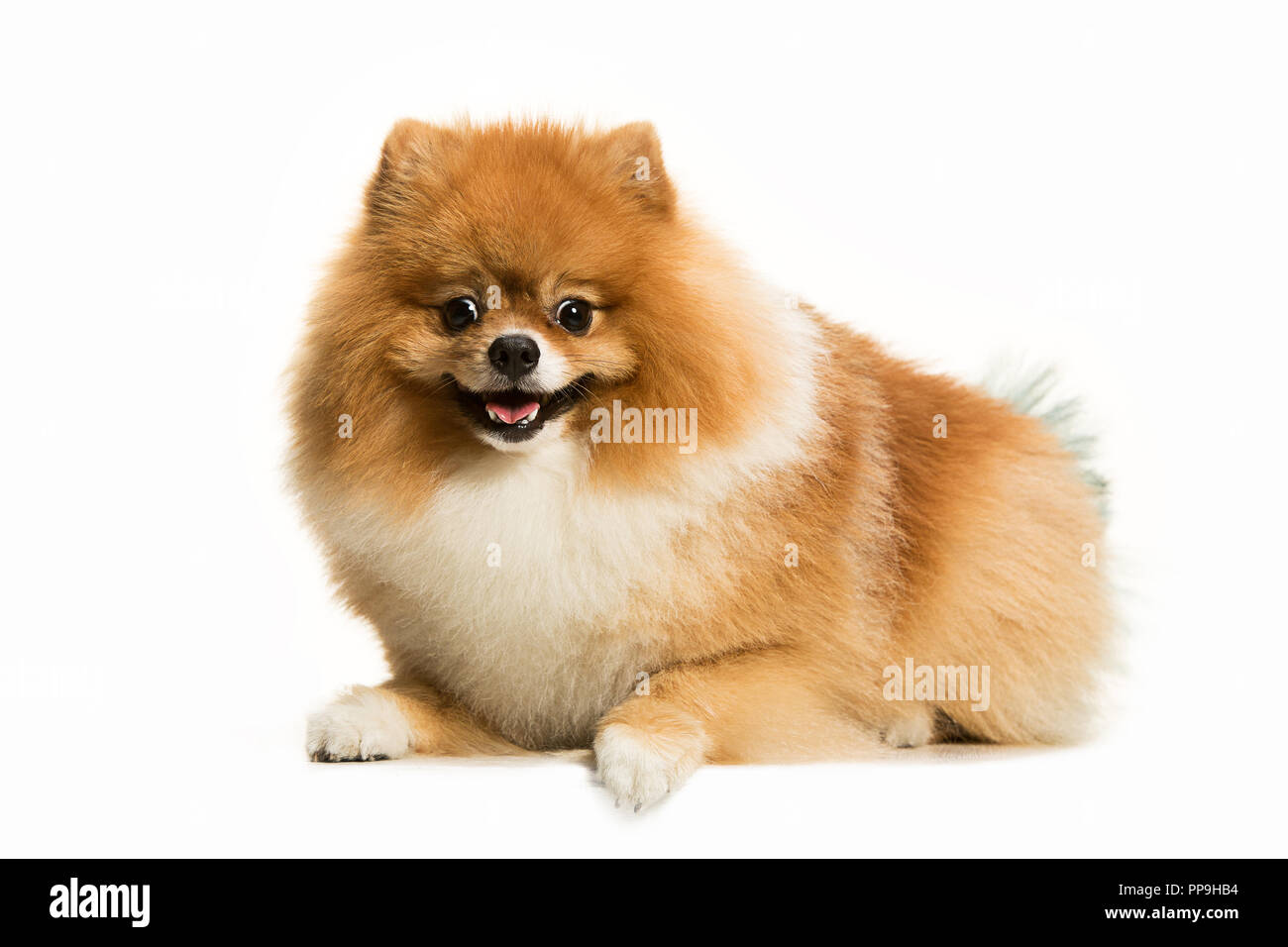 The cute Little young pomeranian cob isolated over white studio ...