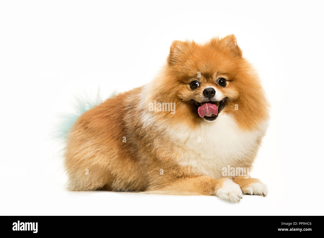 The cute Little young pomeranian cob isolated over white studio ...
