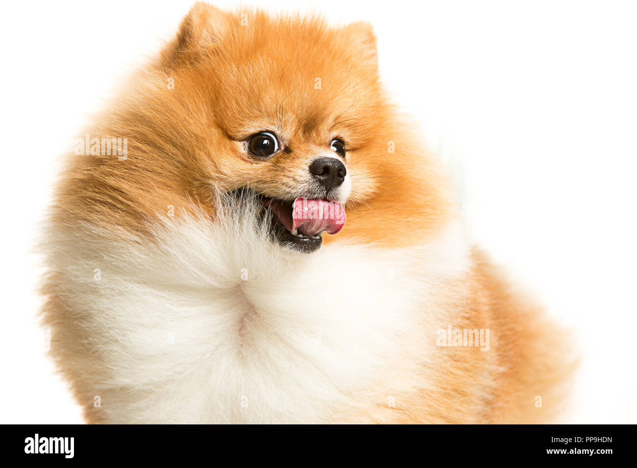 The cute Little young pomeranian cob isolated over white studio ...