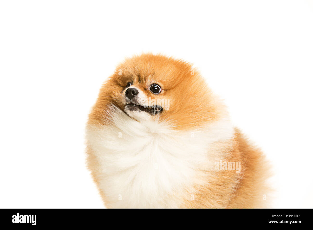 The cute Little young pomeranian cob isolated over white studio ...