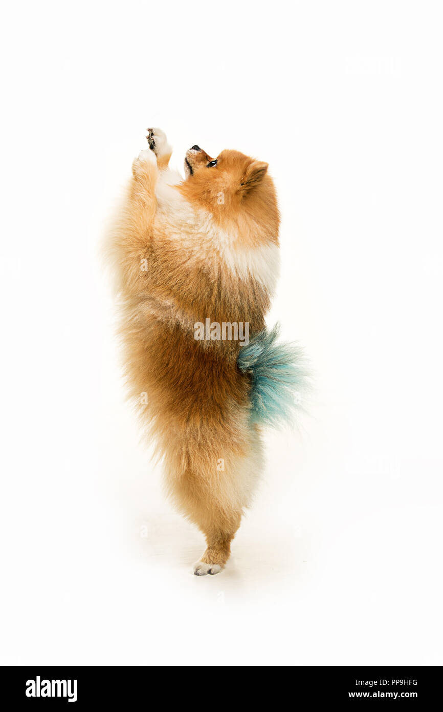 The cute Little young pomeranian cob isolated over white studio ...