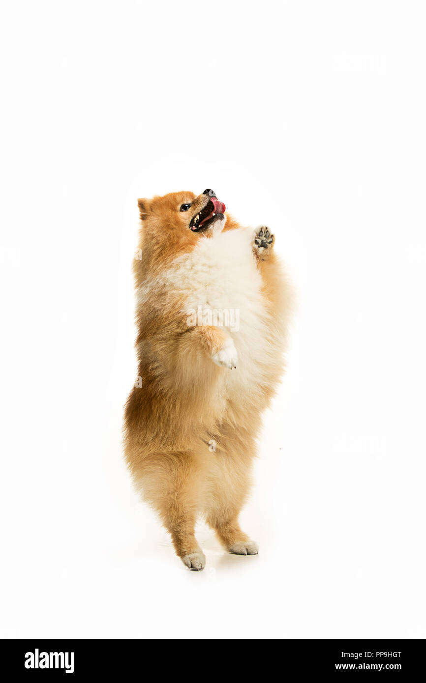 The cute Little young pomeranian cob isolated over white studio ...