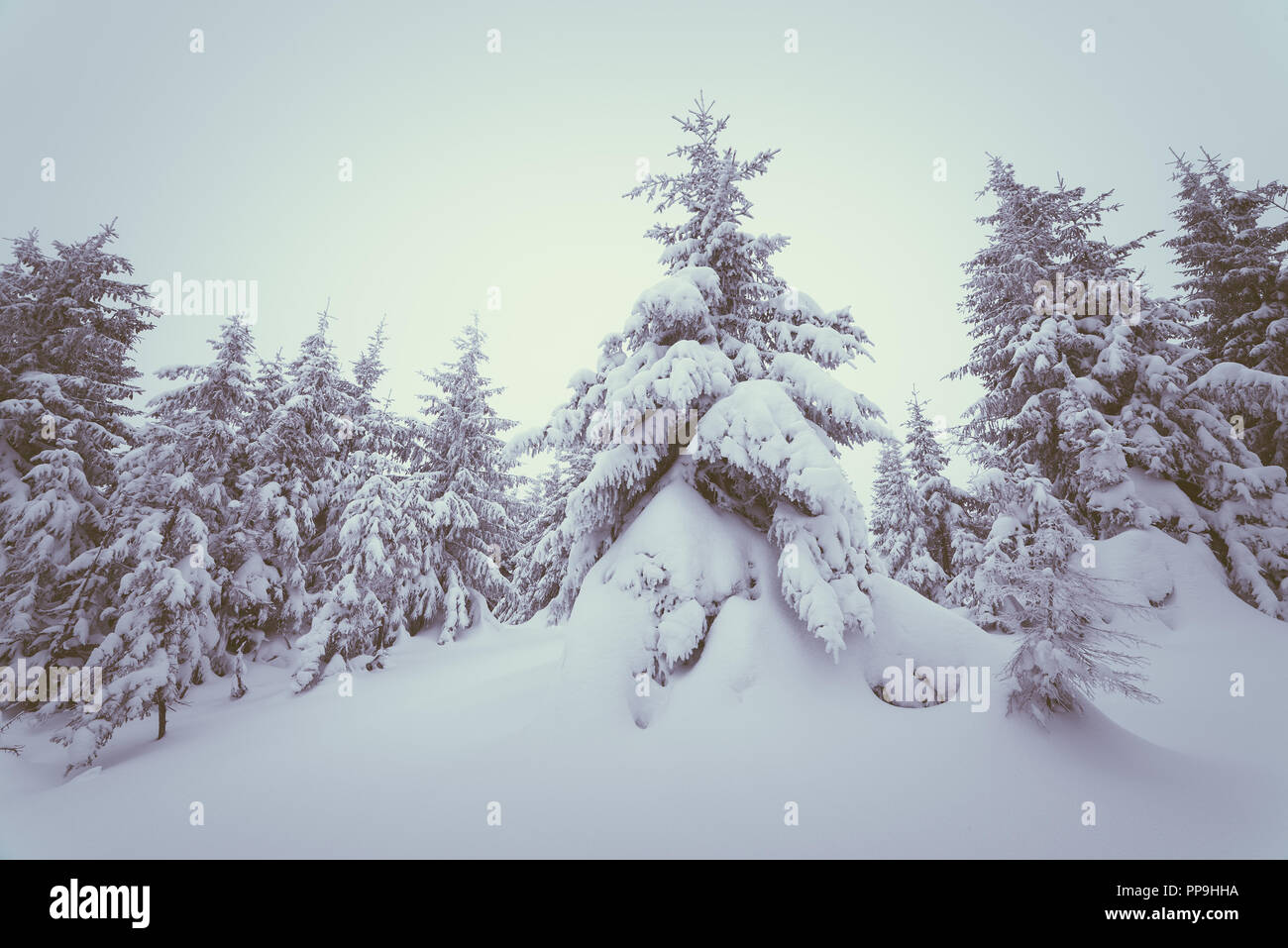 New forest landscape winter hi-res stock photography and images - Alamy