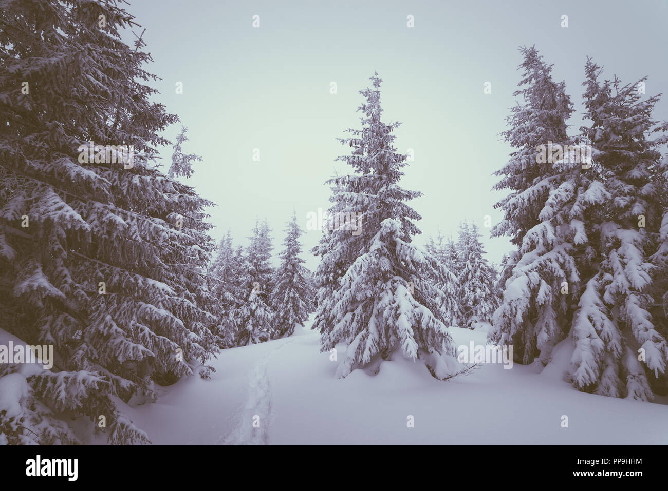 Overcast winter day. Landscape with snowy forest in the mountains. The ...