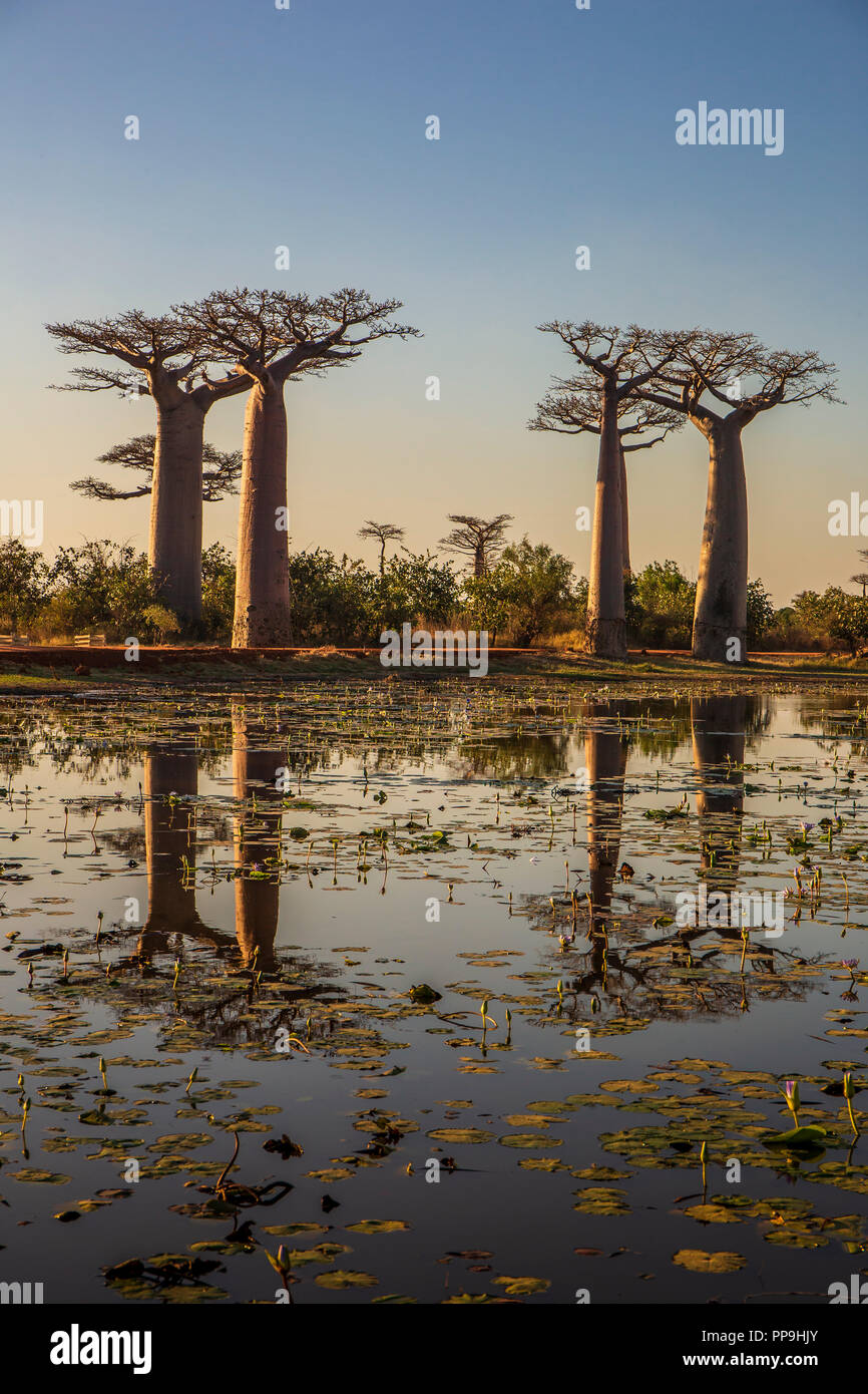Madagascar background hi-res stock photography and images - Alamy