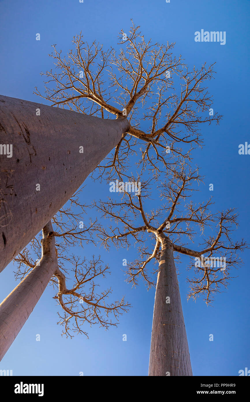Madagascar baobab water hi-res stock photography and images - Alamy