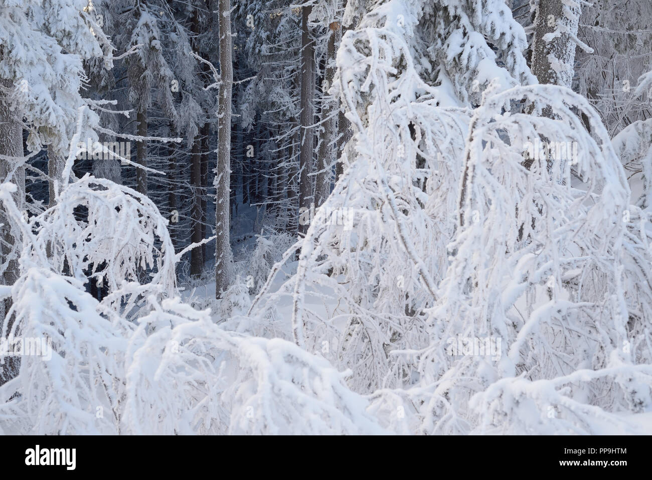 Christmas trees snow on hi-res stock photography and images - Alamy