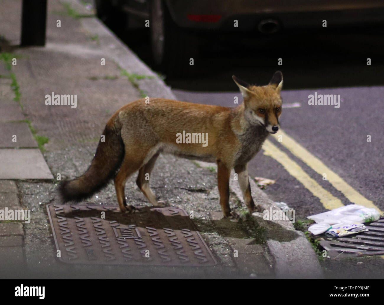 Urban fox night in london hi-res stock photography and images - Alamy