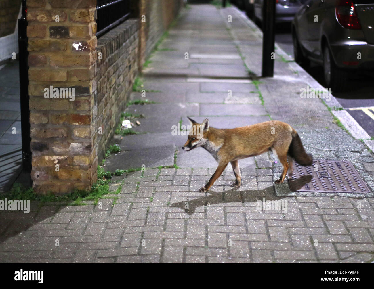 London city fox hi-res stock photography and images - Alamy