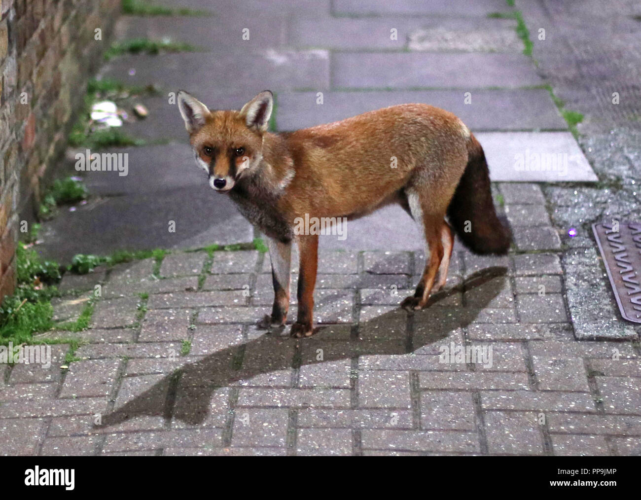 Urban fox night in london hi-res stock photography and images - Alamy