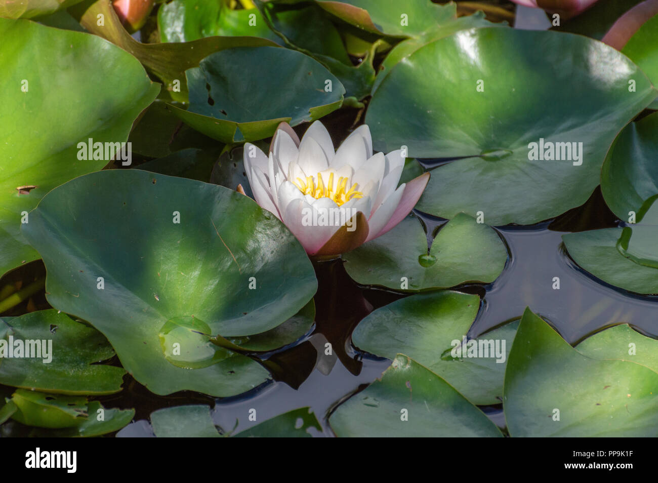 State flower for andhra pradesh hi-res stock photography and images - Alamy
