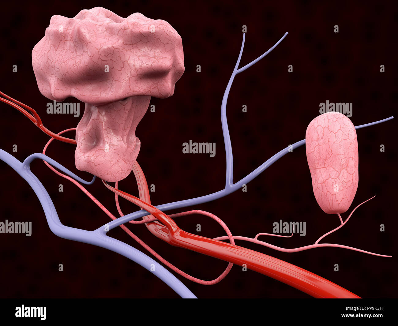 3d Illustration of Polyp with Blood Veins, isolated black background ...