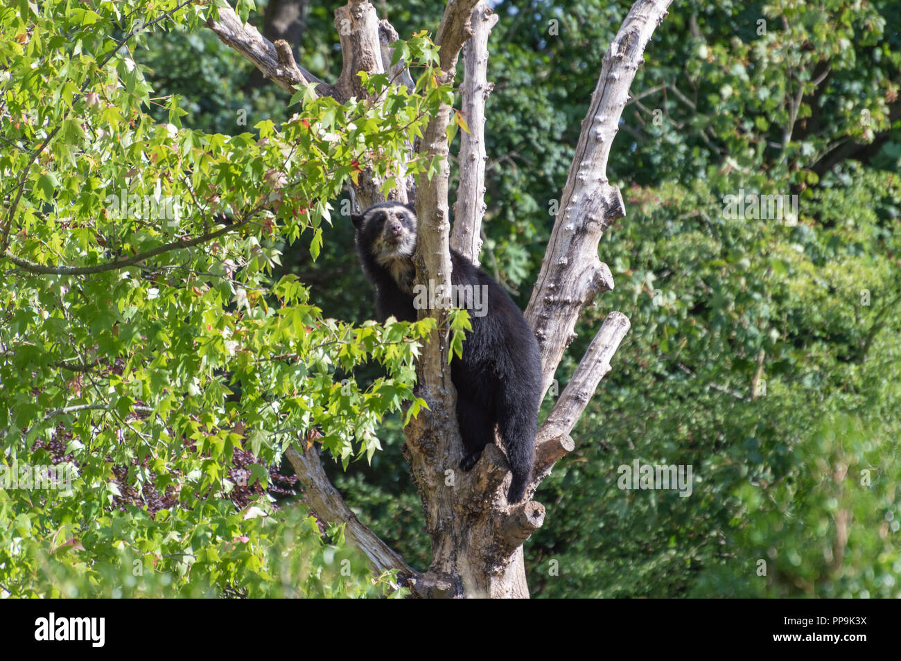 Bolivia andean bear hi-res stock photography and images - Alamy