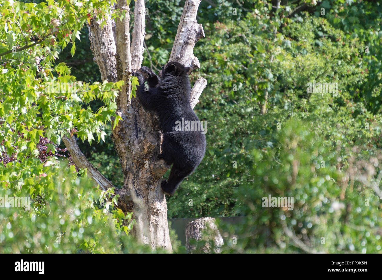 A captive Andean, also known as a spectacled bear climbing in a tree at ...