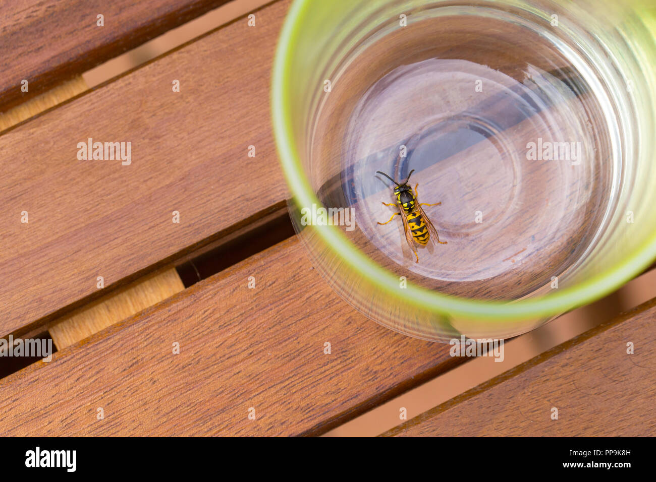 Insect drinks hi-res stock photography and images - Alamy